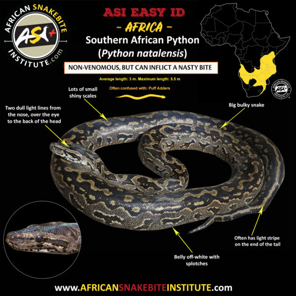 Southern African Python - African Snakebite Institute