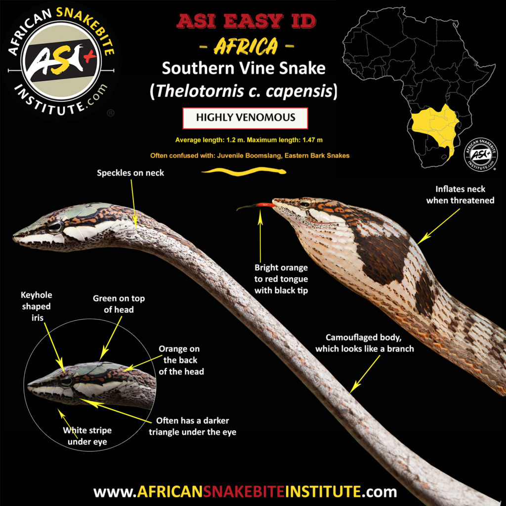 Southern Vine Snake - African Snakebite Institute