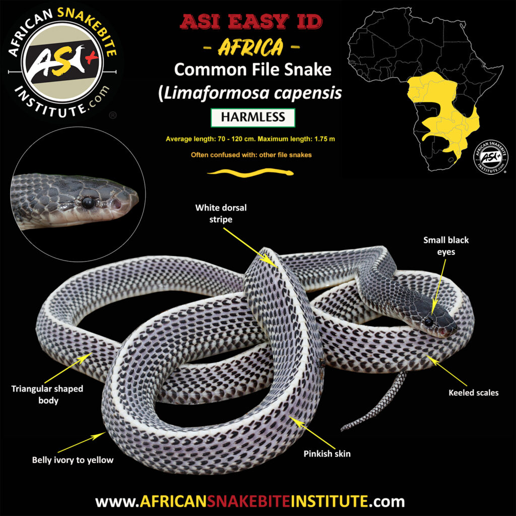 Common File Snake - African Snakebite Institute