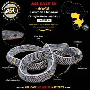 Common File Snake - African Snakebite Institute