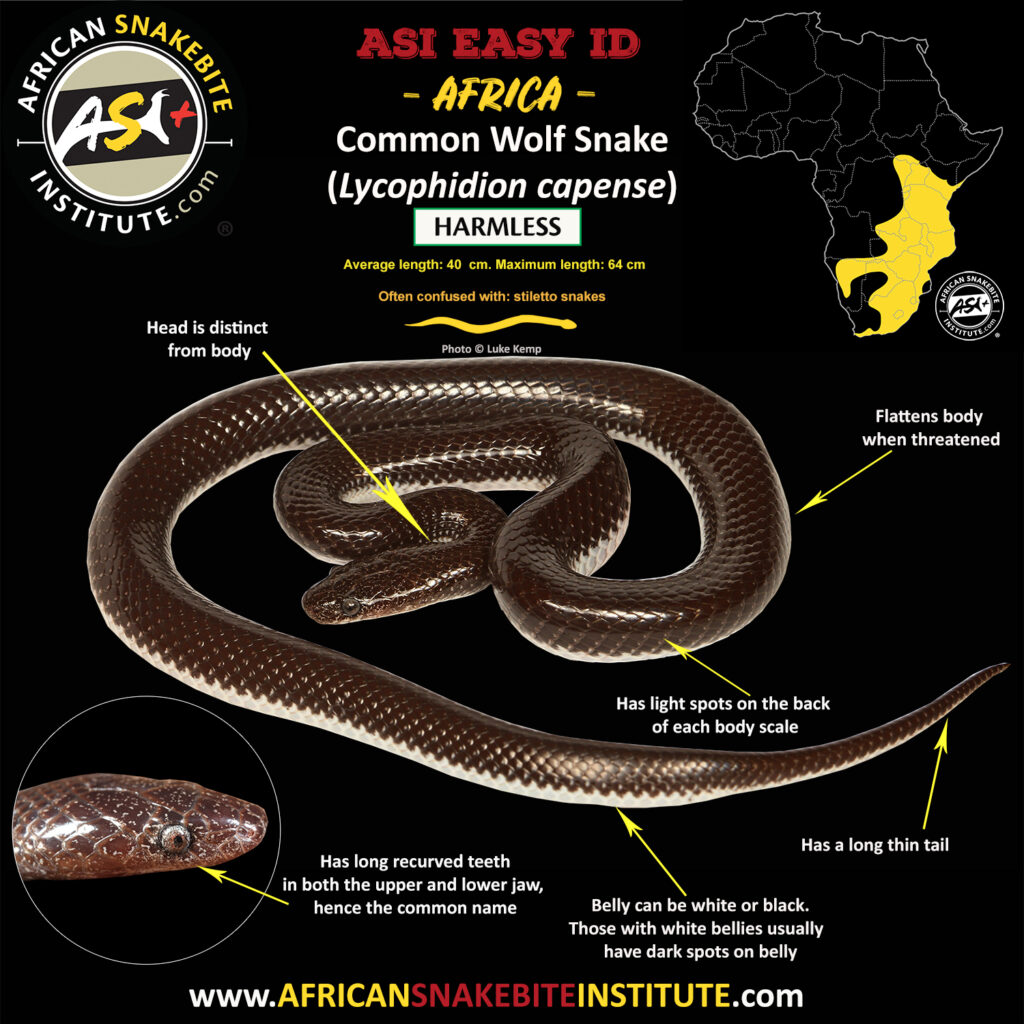 Common Wolf Snake - African Snakebite Institute