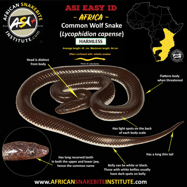 Common Wolf Snake - African Snakebite Institute