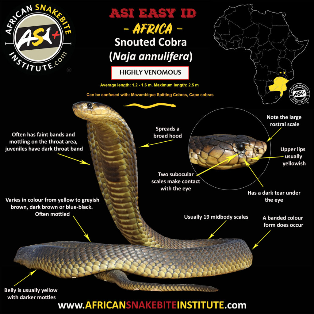 Snouted Cobra - African Snakebite Institute