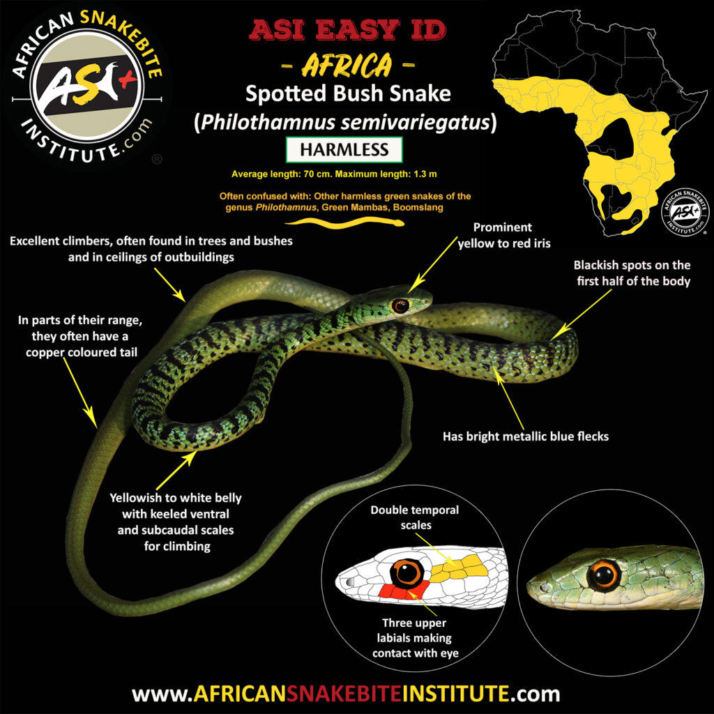 Spotted Bush Snake - Africa - African Snakebite Institute