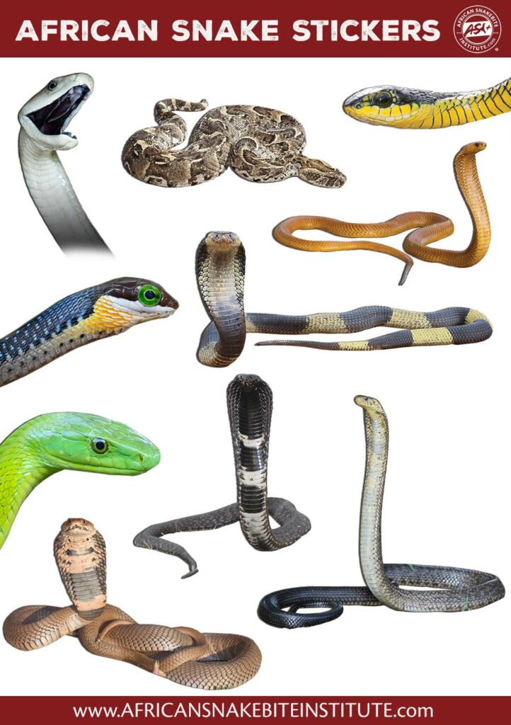 African Snake Stickers - African Snakebite Institute