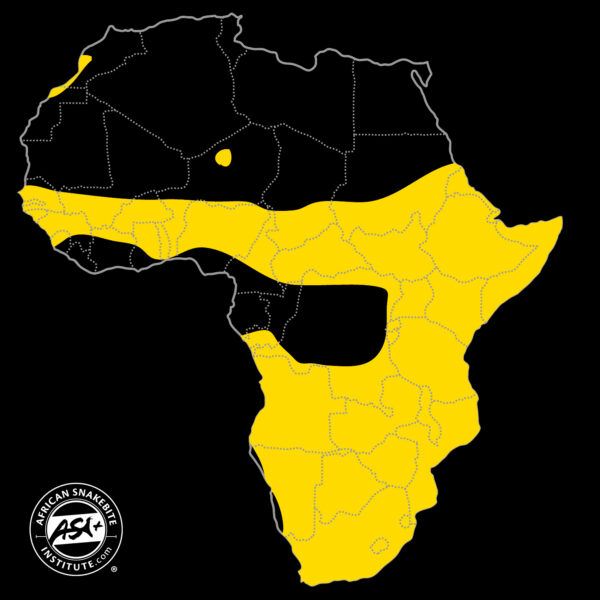 Puff Adder - African Snakebite Institute