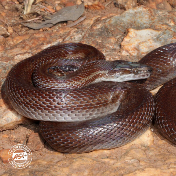 Brown House Snake - African Snakebite Institute