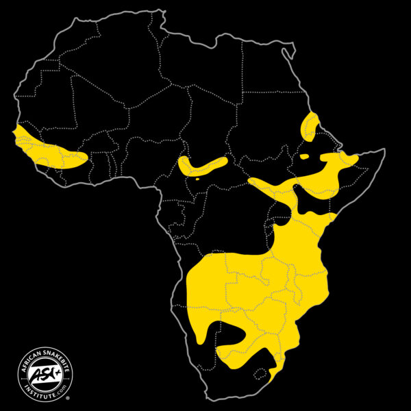 Black Mamba - African Snakebite Institute