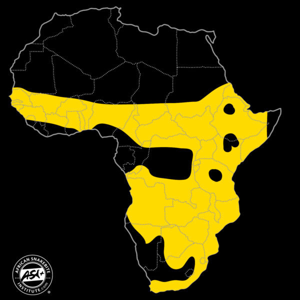 Boomslang - Africa - African Snakebite Institute