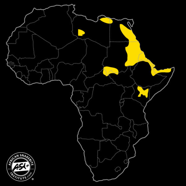 North-east African Carpet Viper - Africa - African Snakebite Institute