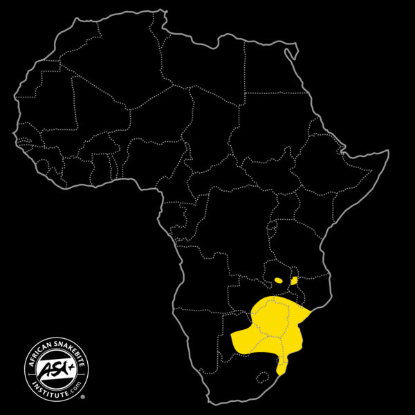 Snouted Cobra - African Snakebite Institute