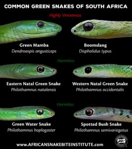 The 6 Common Green Snakes of South Africa - African Snakebite Institute
