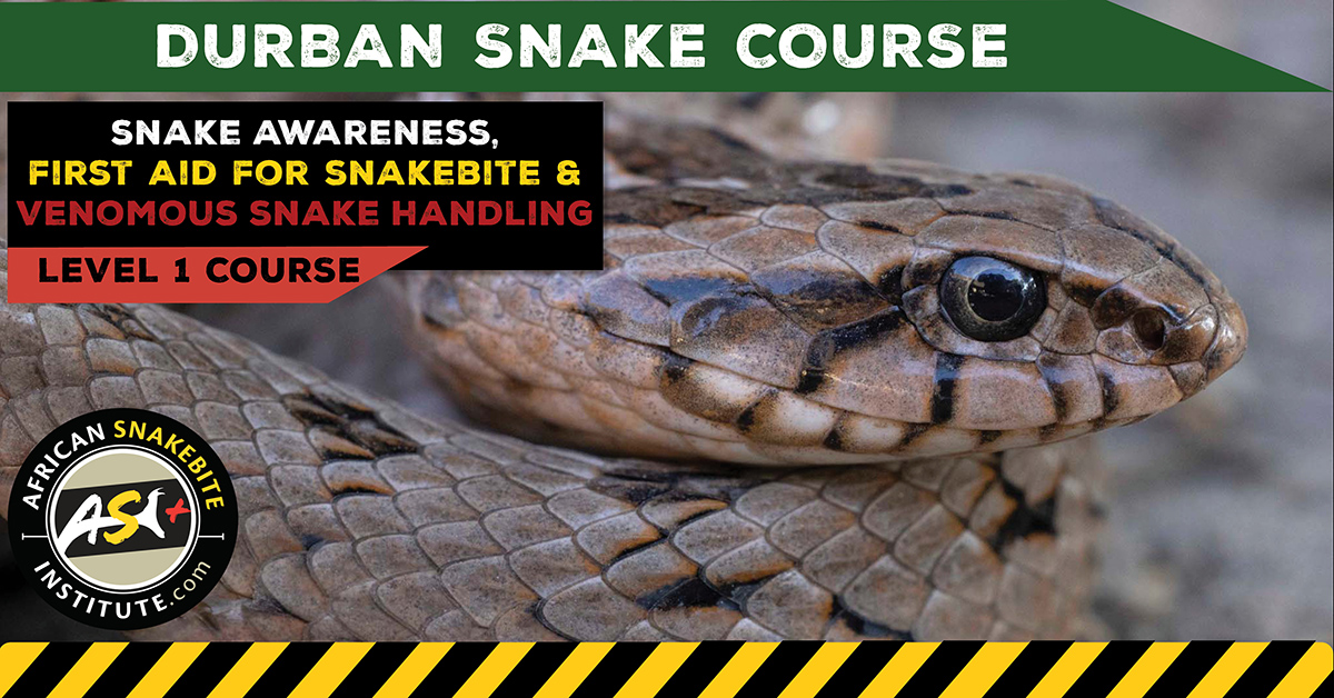 Snake Awareness & Venomous Snake Handling (KZN) - 2024-06-22
