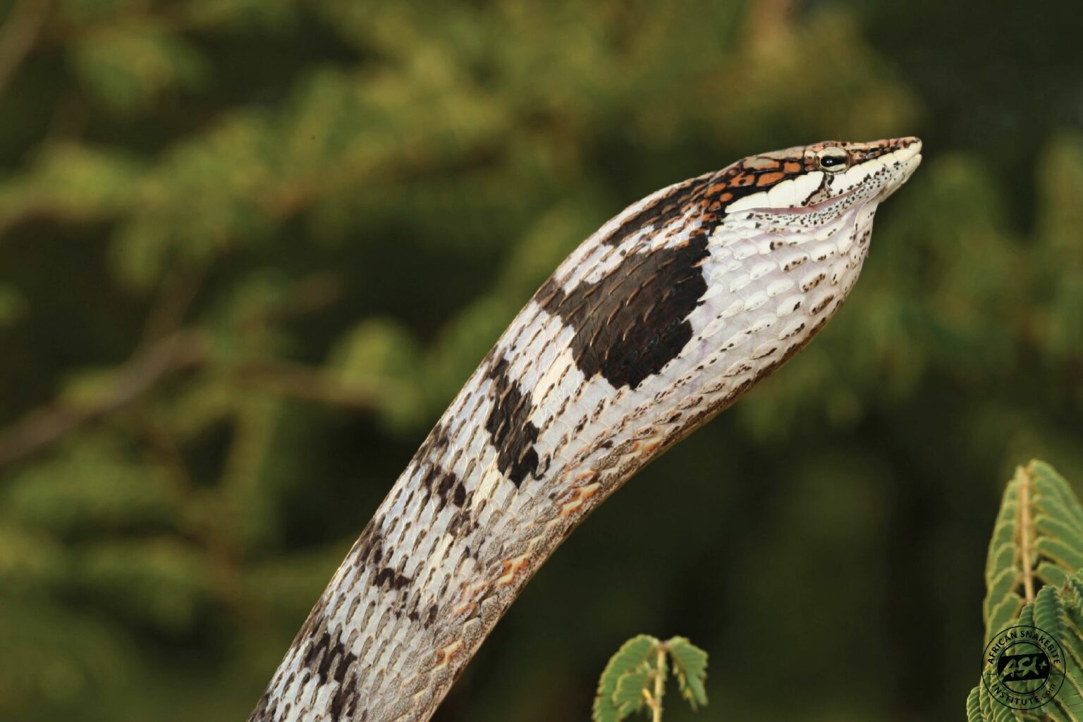 Vine Snakes of Africa - African Snakebite Institute