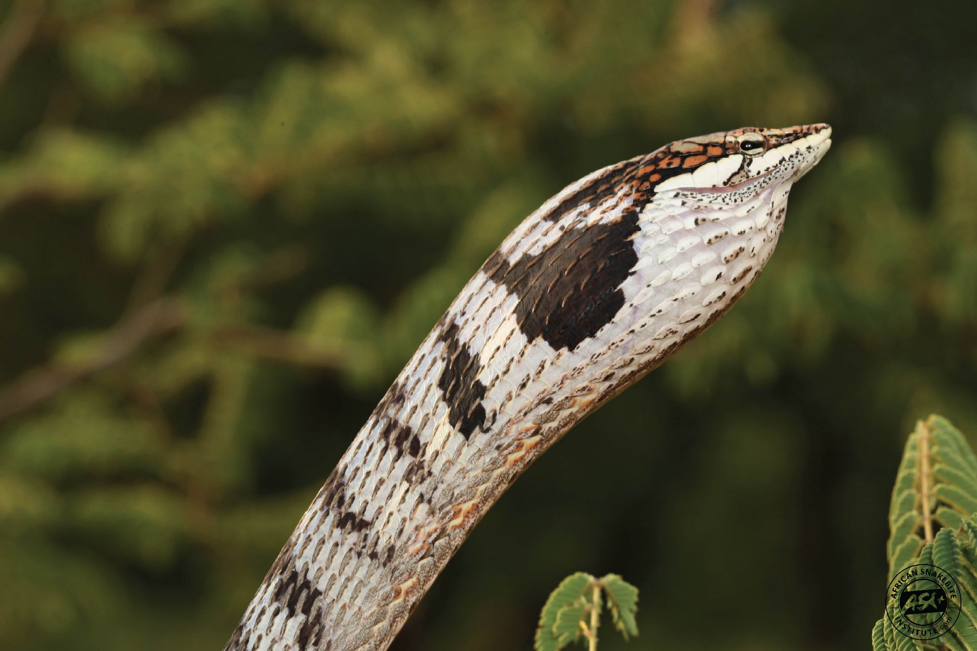 Vine Snakes of Africa - African Snakebite Institute