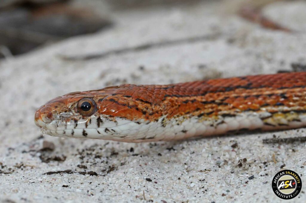 Exotic Snakes - African Snakebite Institute