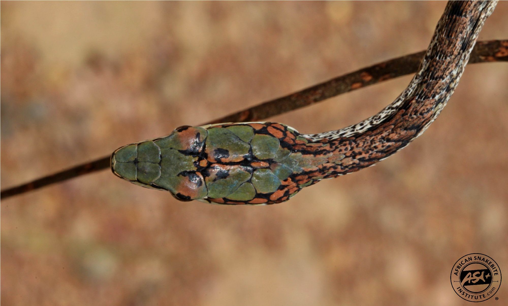 Vine Snakes of Africa - African Snakebite Institute