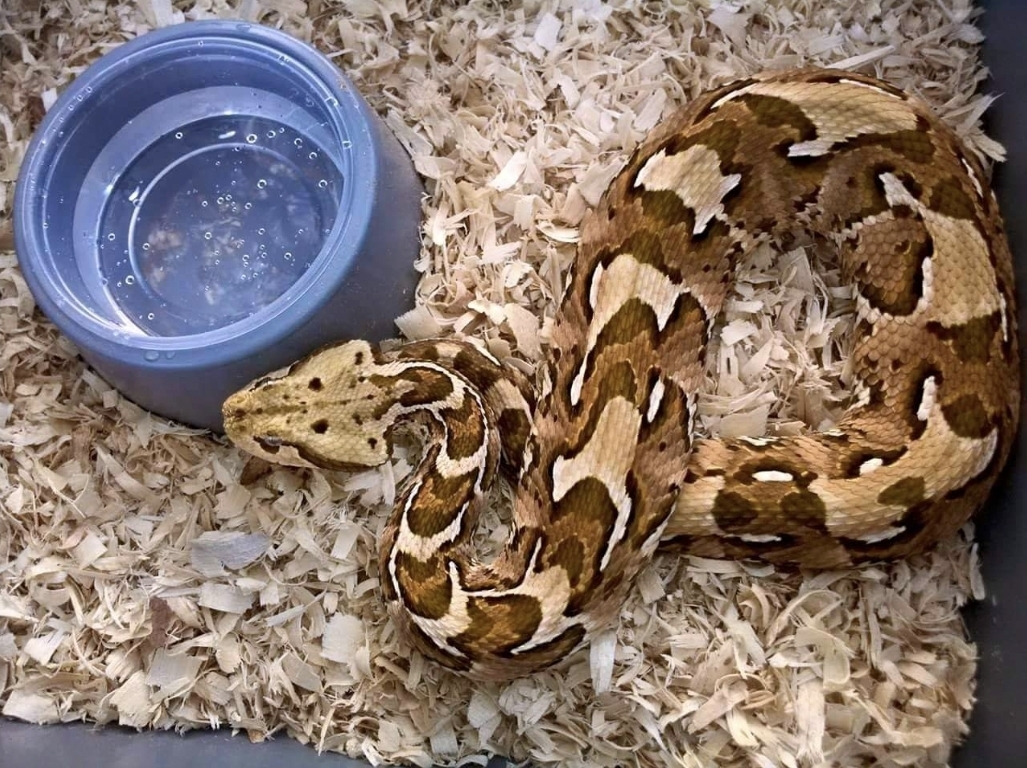 Can snakes crossbreed? - African Snakebite Institute