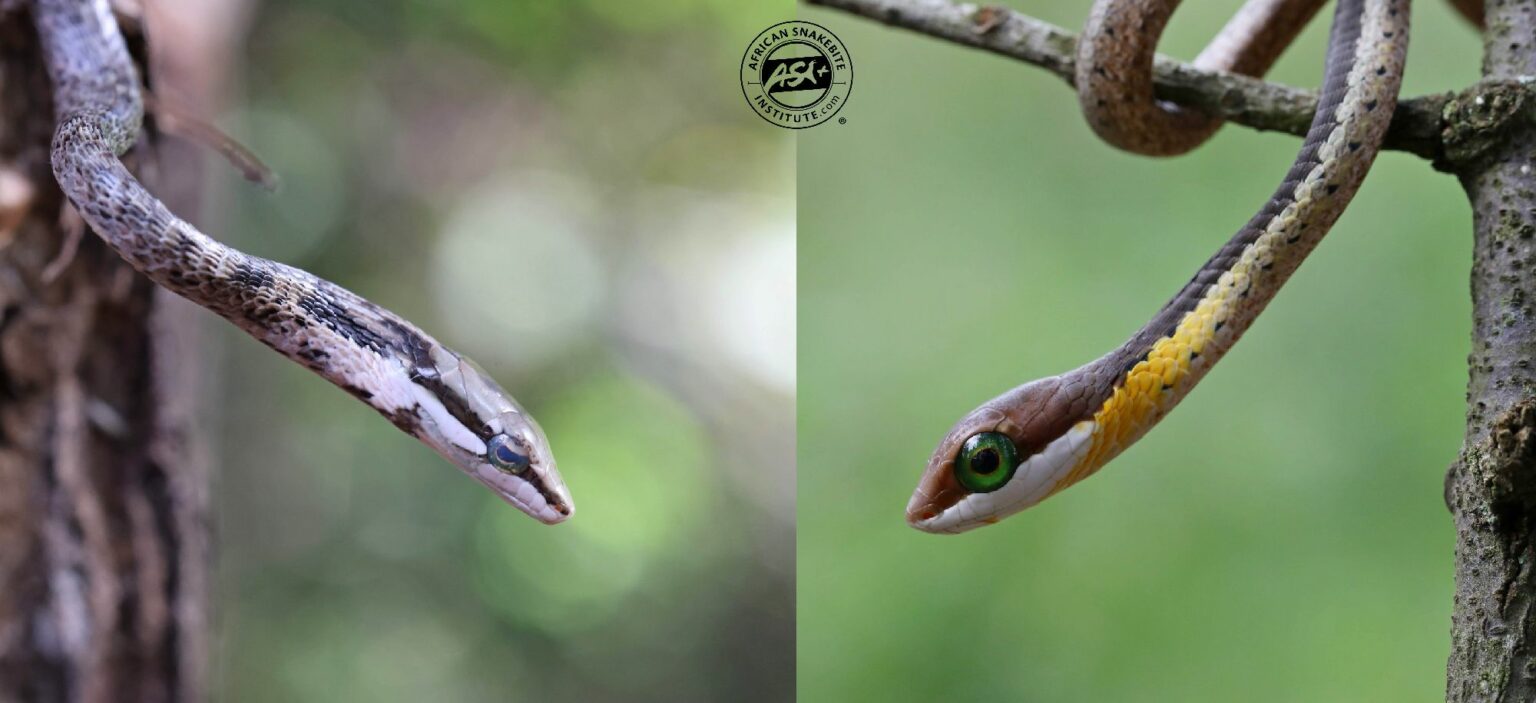 Vine Snakes of Africa - African Snakebite Institute