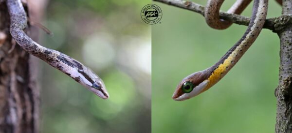 Vine Snakes of Africa - African Snakebite Institute