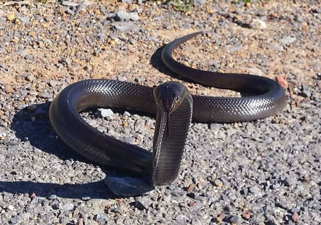 Can snakes crossbreed? - African Snakebite Institute