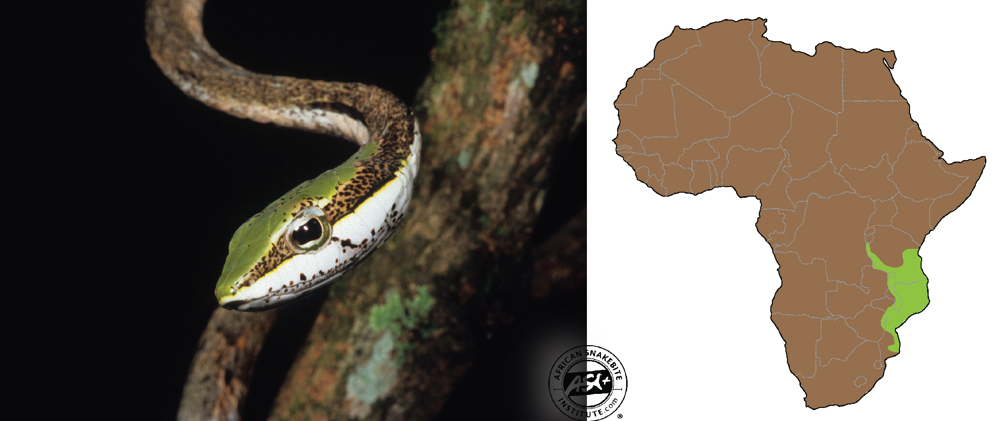 Vine Snakes of Africa - African Snakebite Institute
