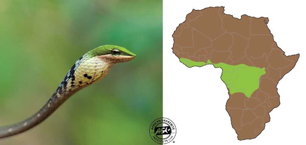 Vine Snakes of Africa - African Snakebite Institute