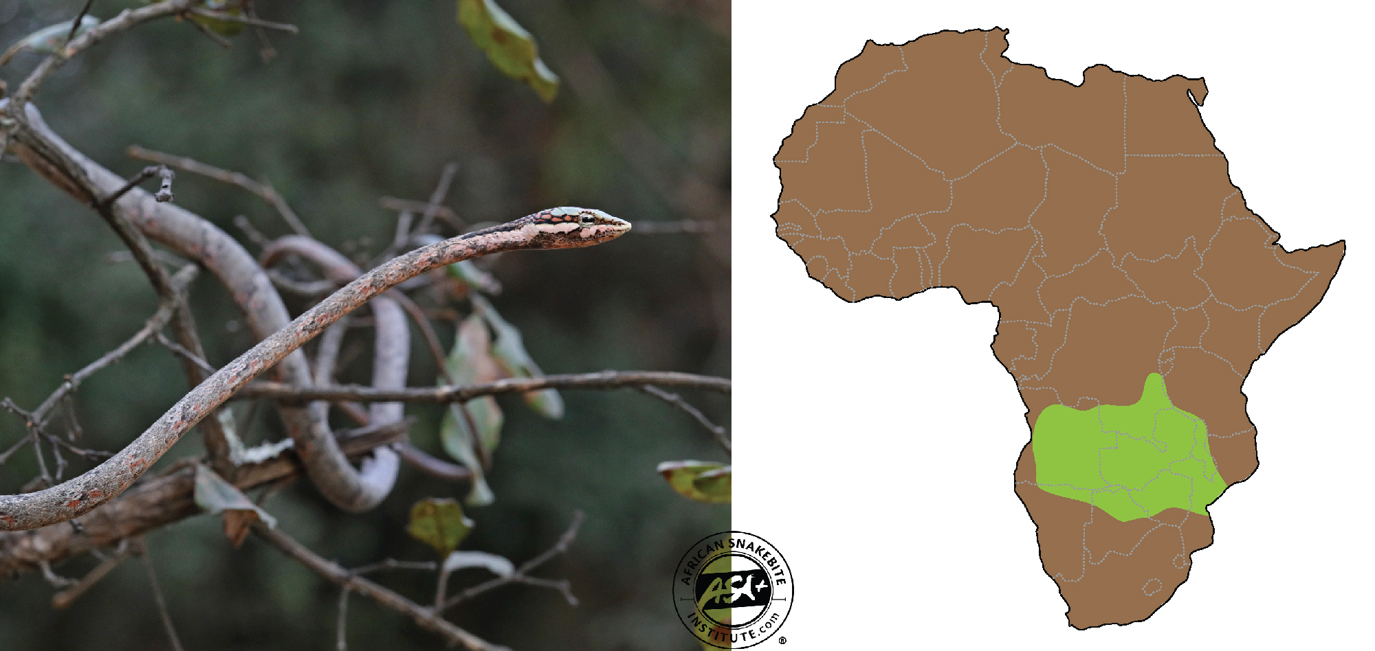 Vine Snakes of Africa - African Snakebite Institute