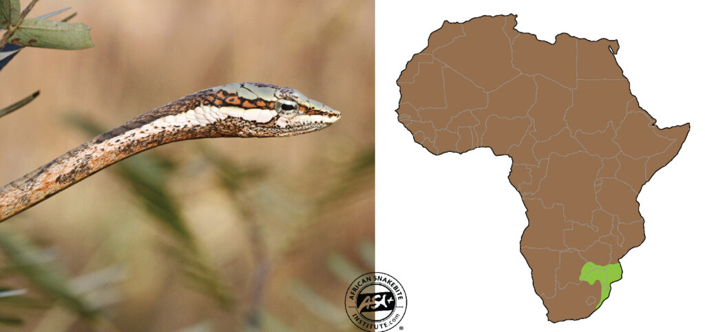 Vine Snakes of Africa - African Snakebite Institute