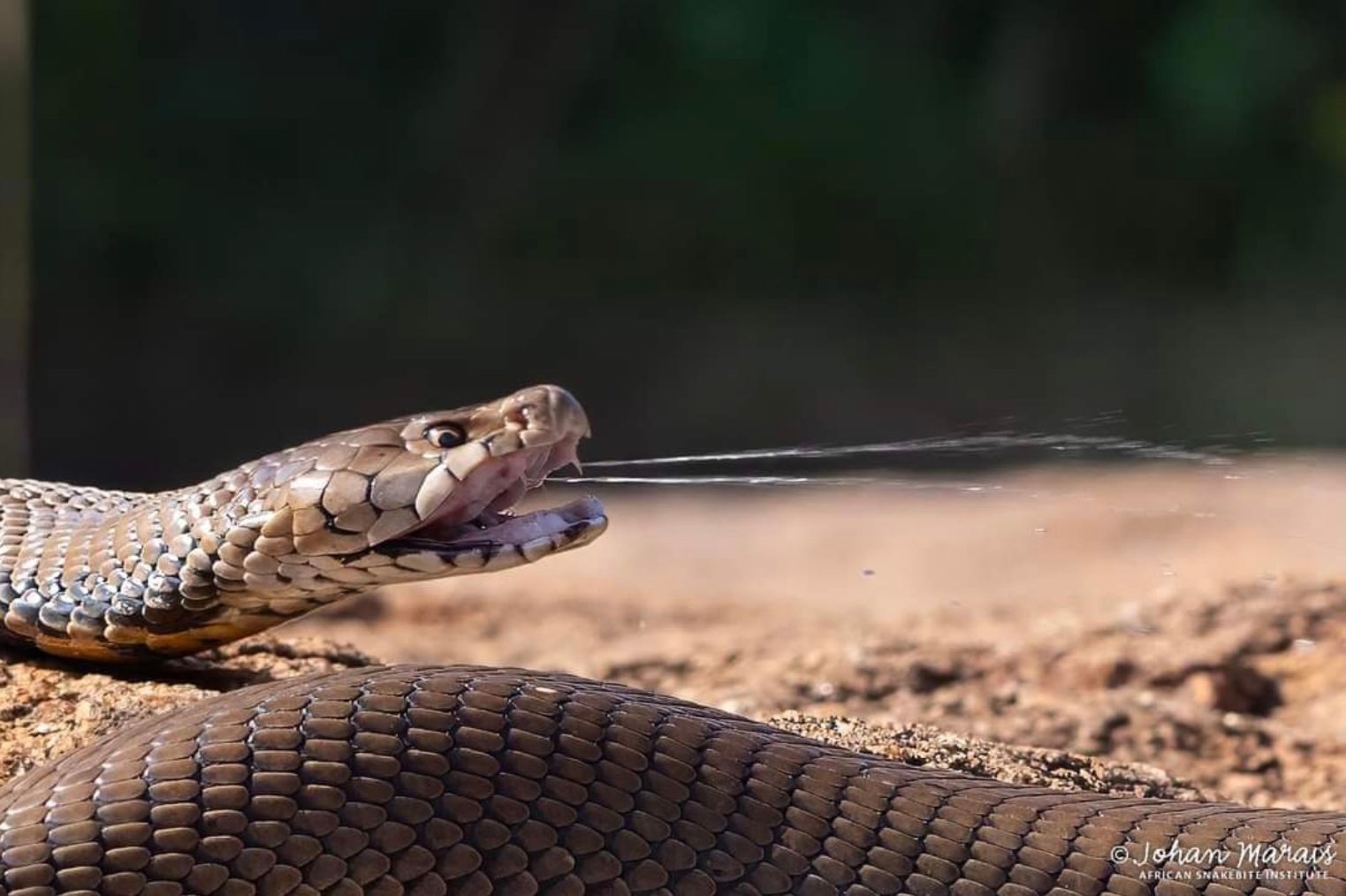 Alternate antivenom - African Snakebite Institute
