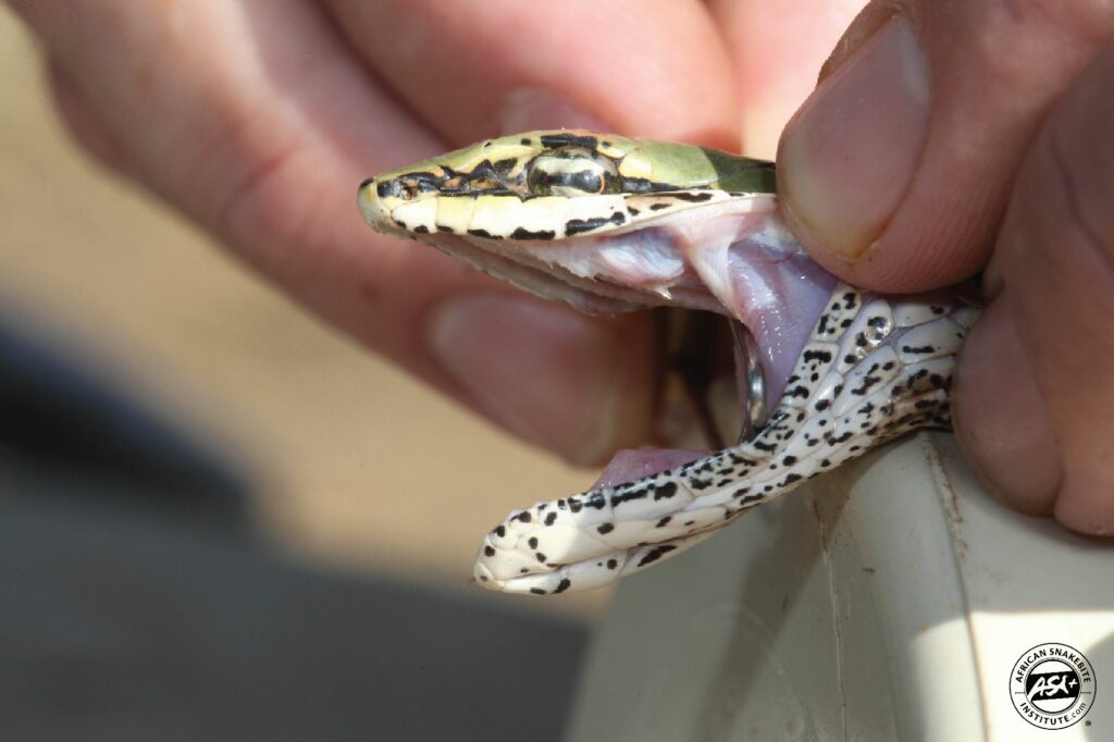 Vine Snakes of Africa - African Snakebite Institute