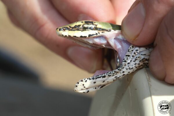 Vine Snakes of Africa - African Snakebite Institute