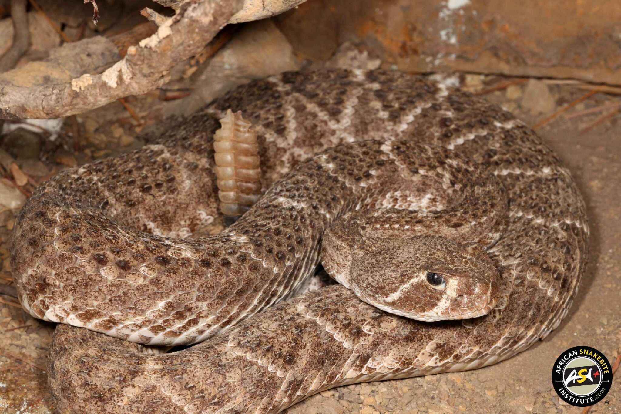 Exotic Snakes - African Snakebite Institute