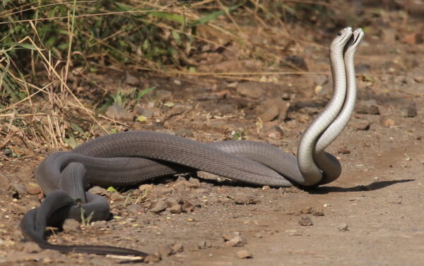 Mambas of Africa - African Snakebite Institute