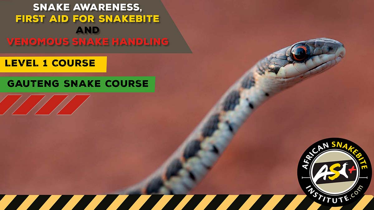Snake Awareness & Venomous Snake Handling (Gauteng) - 2024-07-27