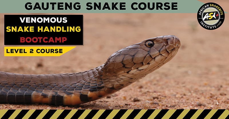 Venomous Snake Handling Bootcamp (Gauteng) - 2024-09-01