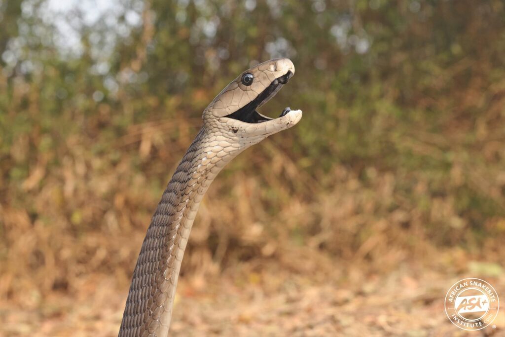 Mambas of Africa - African Snakebite Institute