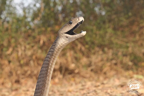Mambas of Africa - African Snakebite Institute