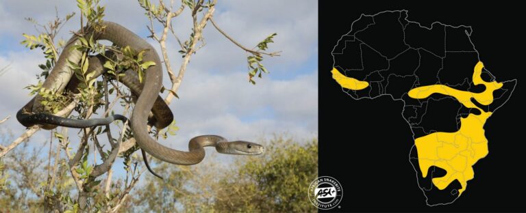 Mambas of Africa - African Snakebite Institute