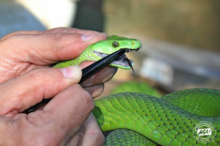 Mambas of Africa - African Snakebite Institute