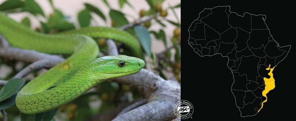 Mambas of Africa - African Snakebite Institute
