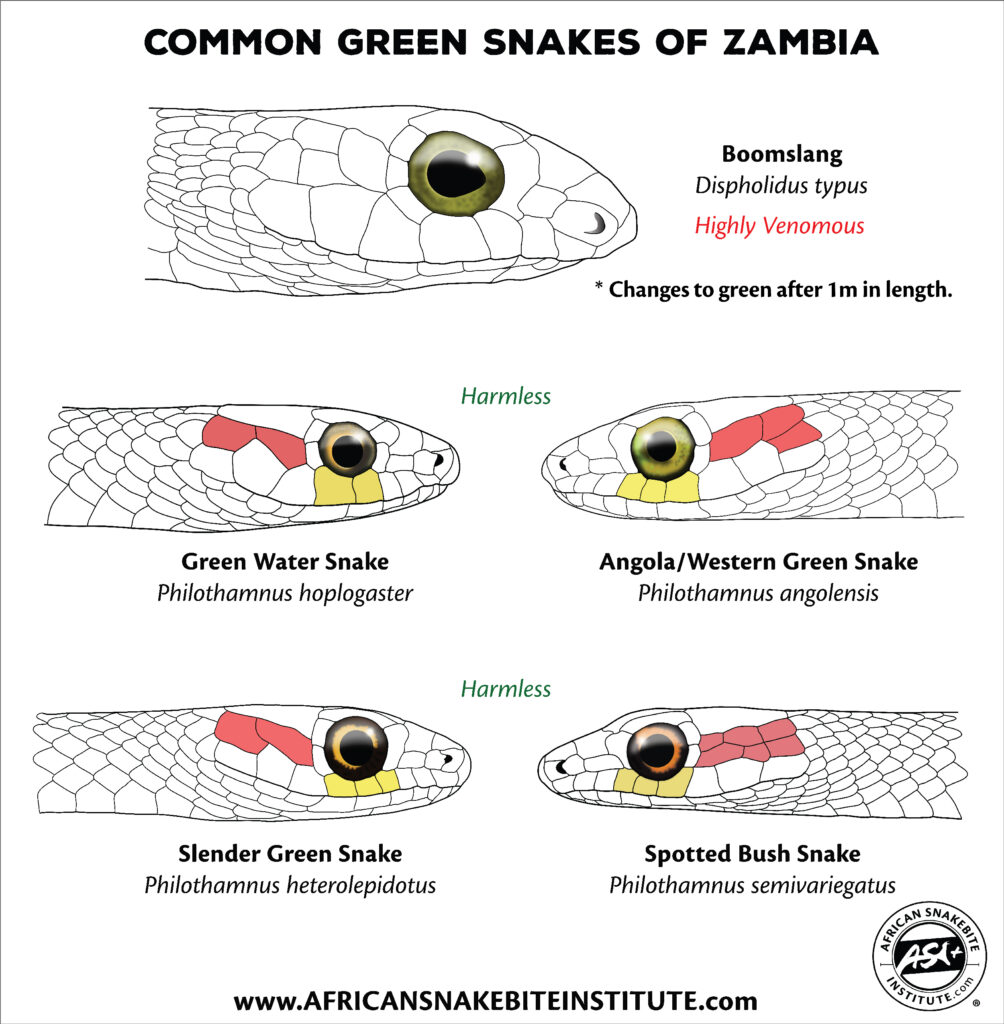 Green Snakes of Zambia - African Snakebite Institute