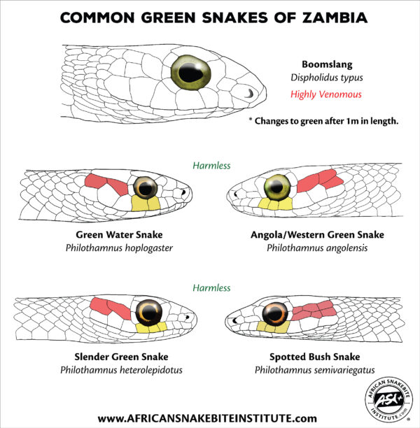 Green Snakes of Zambia - African Snakebite Institute