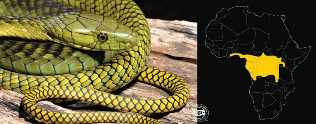 Mambas of Africa - African Snakebite Institute