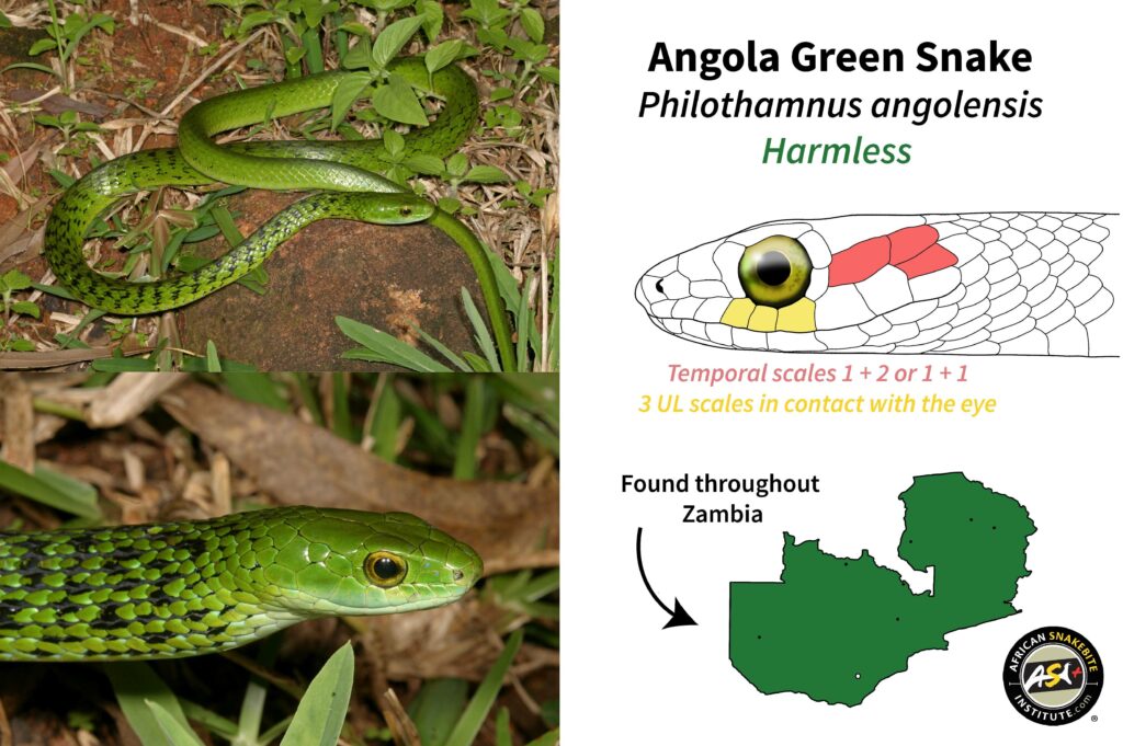 Green Snakes of Zambia - African Snakebite Institute