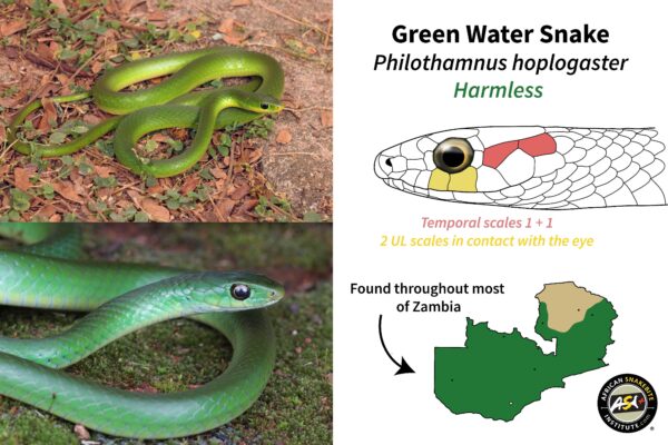 Green Snakes of Zambia - African Snakebite Institute