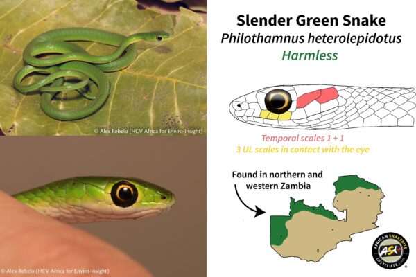Green Snakes of Zambia - African Snakebite Institute