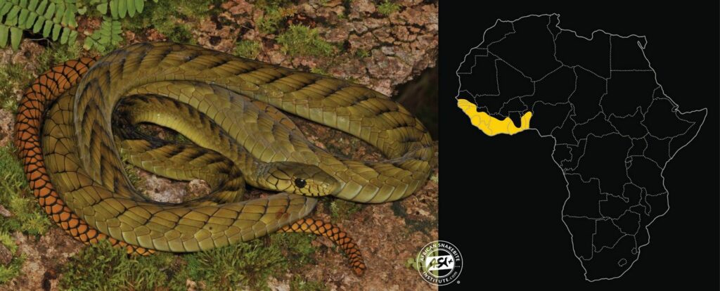 Mambas of Africa - African Snakebite Institute