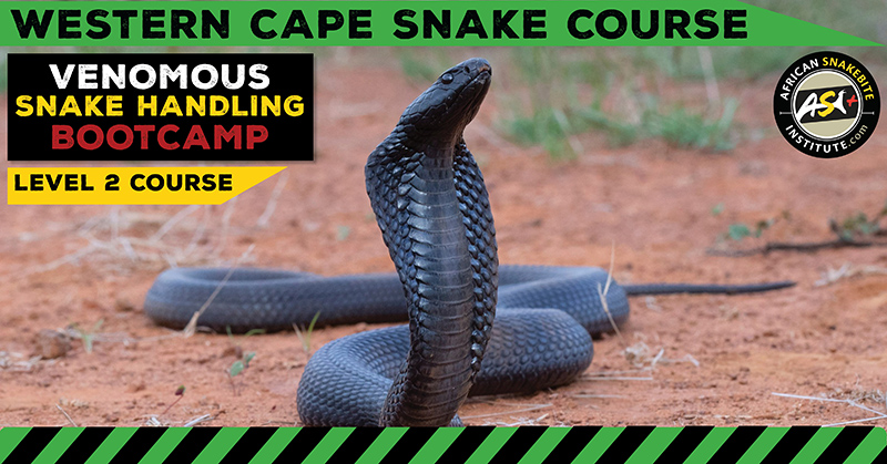Venomous-Snake Handling Bootcamp (Western Cape) - 2024-09-22