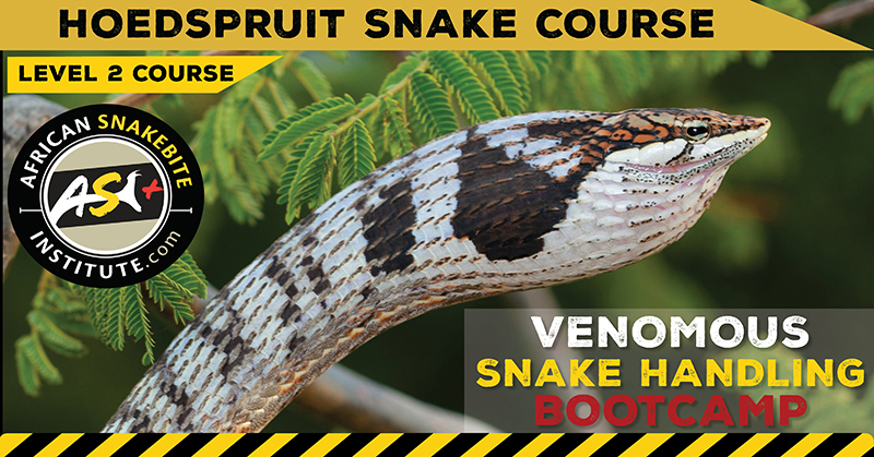 Venomous-Snake Handling Bootcamp (Hoedspruit) - 2024-10-06